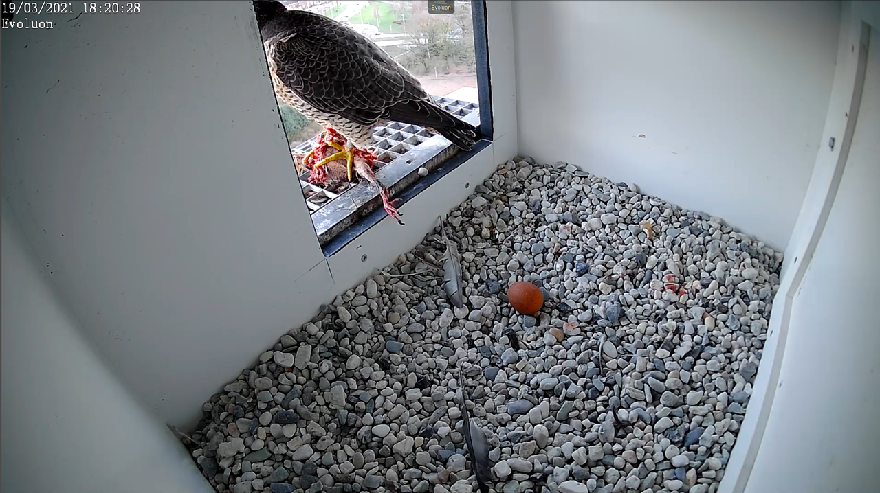 2021 03 19 18 20 47 Window — Postimages