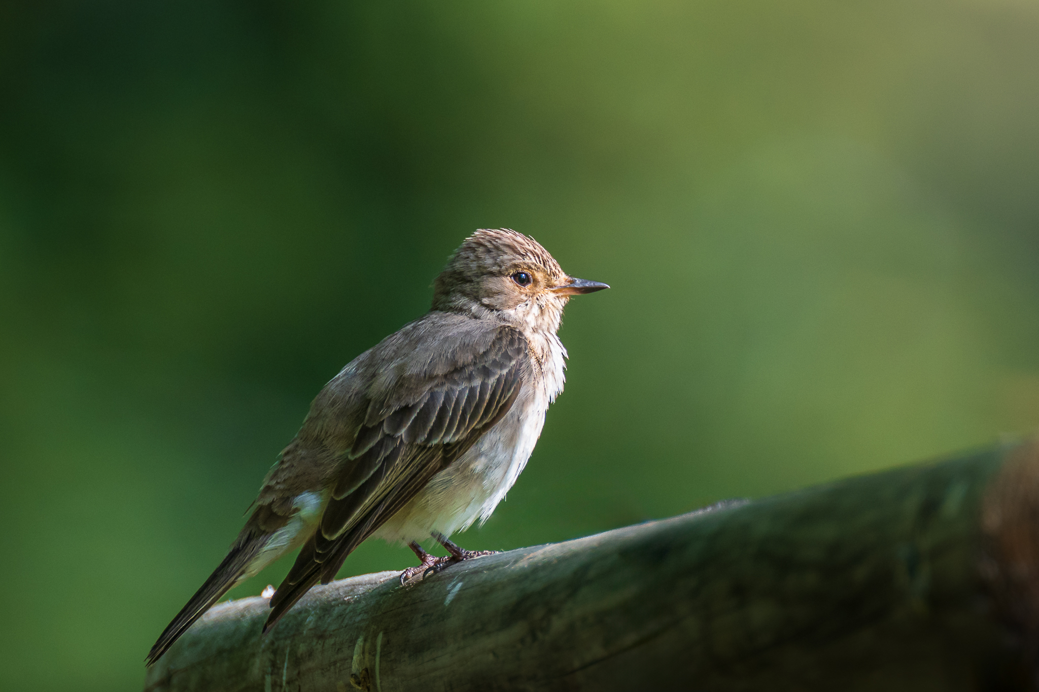 DSC 2259 Edit — Postimages