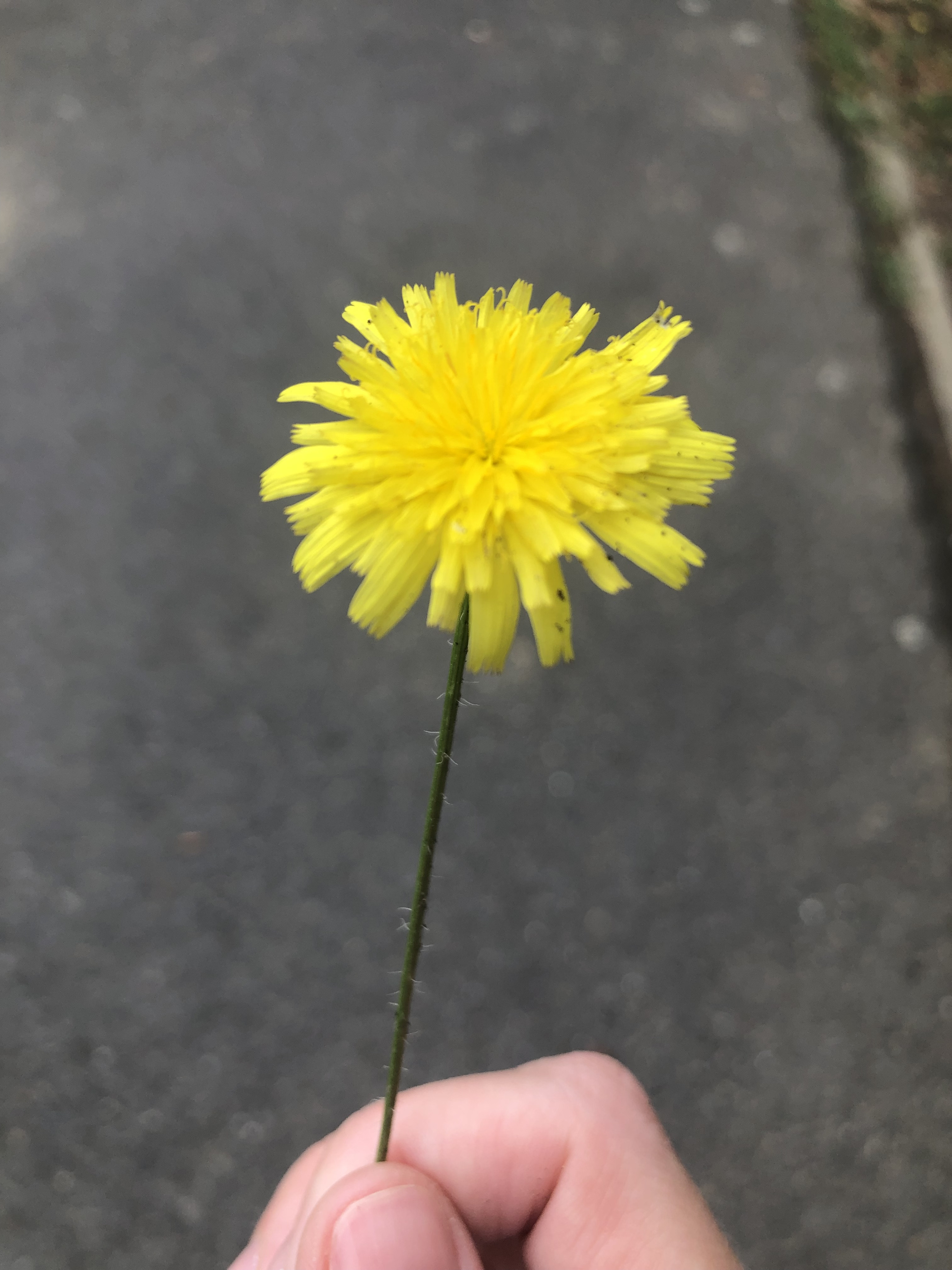 2 E54207 F 5 D30 447 E B7 A5 50 FEEDACD48 B — Postimages