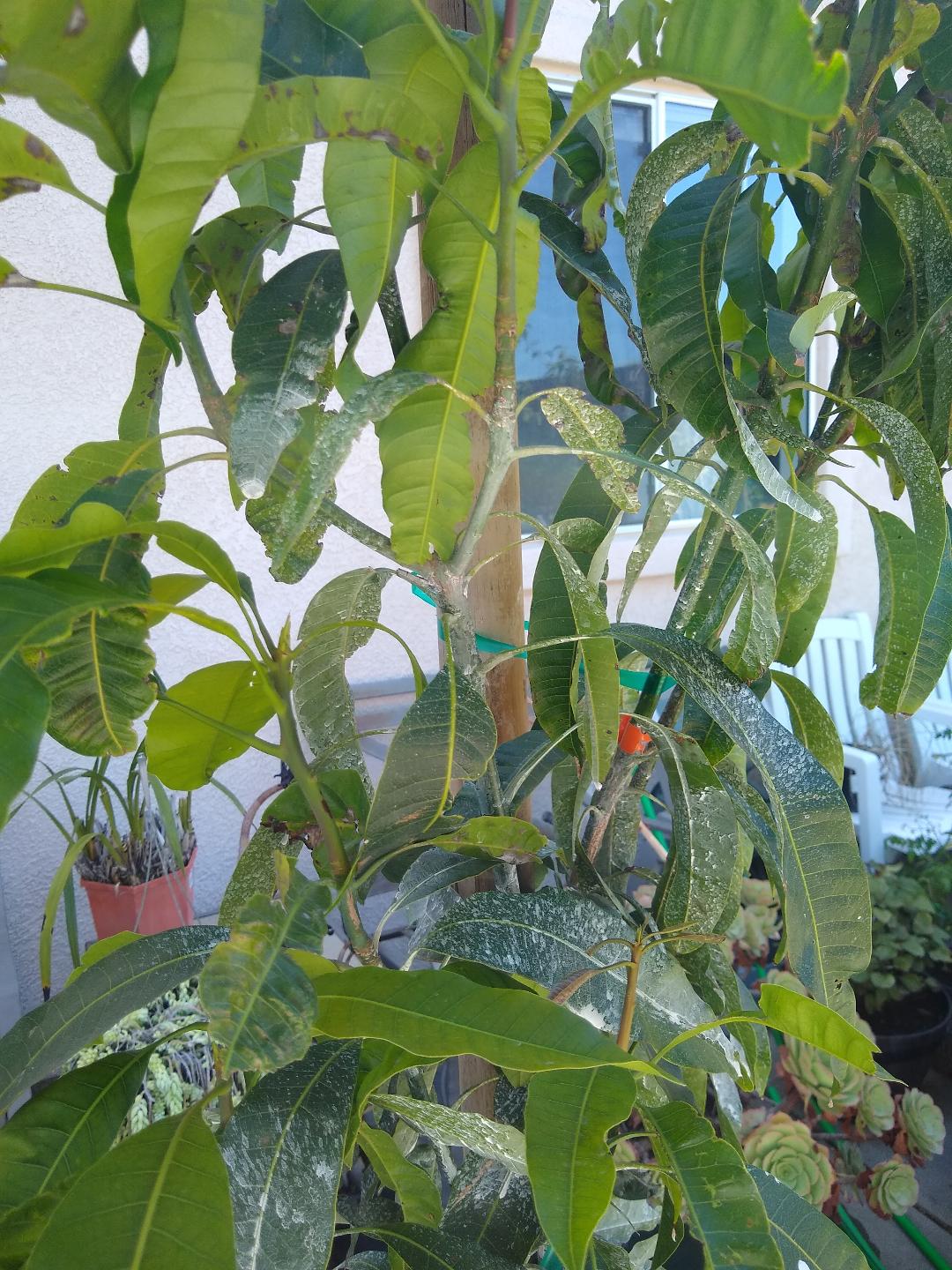 Mango4 — Postimages