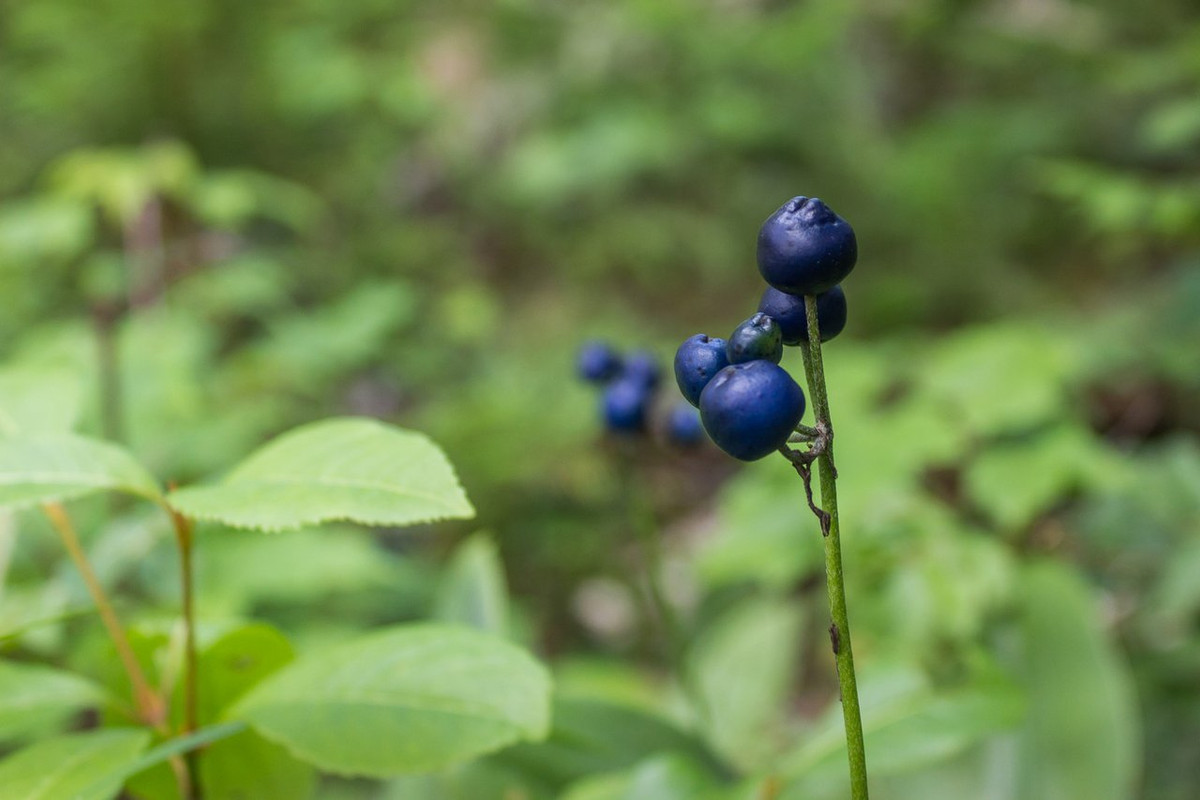 Upper Fall 10 — Postimages