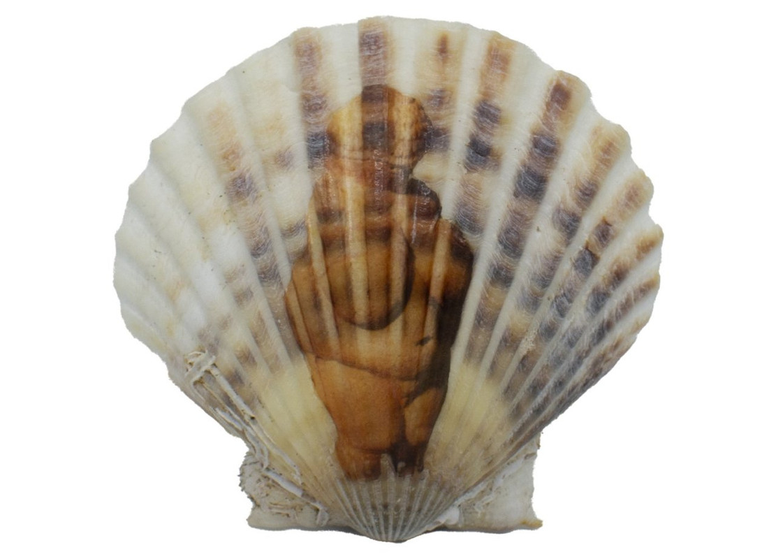 shana sadeghi ray — Postimages