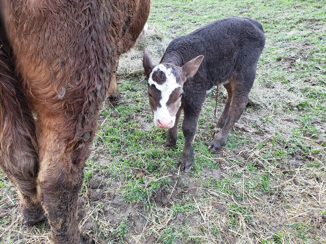Shell Shocked Bull Calf | CattleToday.com - Cattle, Cow & Ranching ...