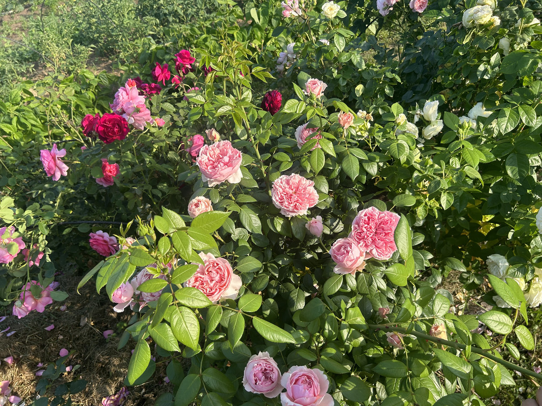 IMG 4100 — Postimages