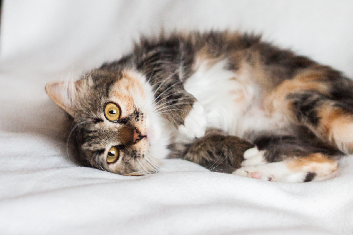 IMG 1245 — Postimages