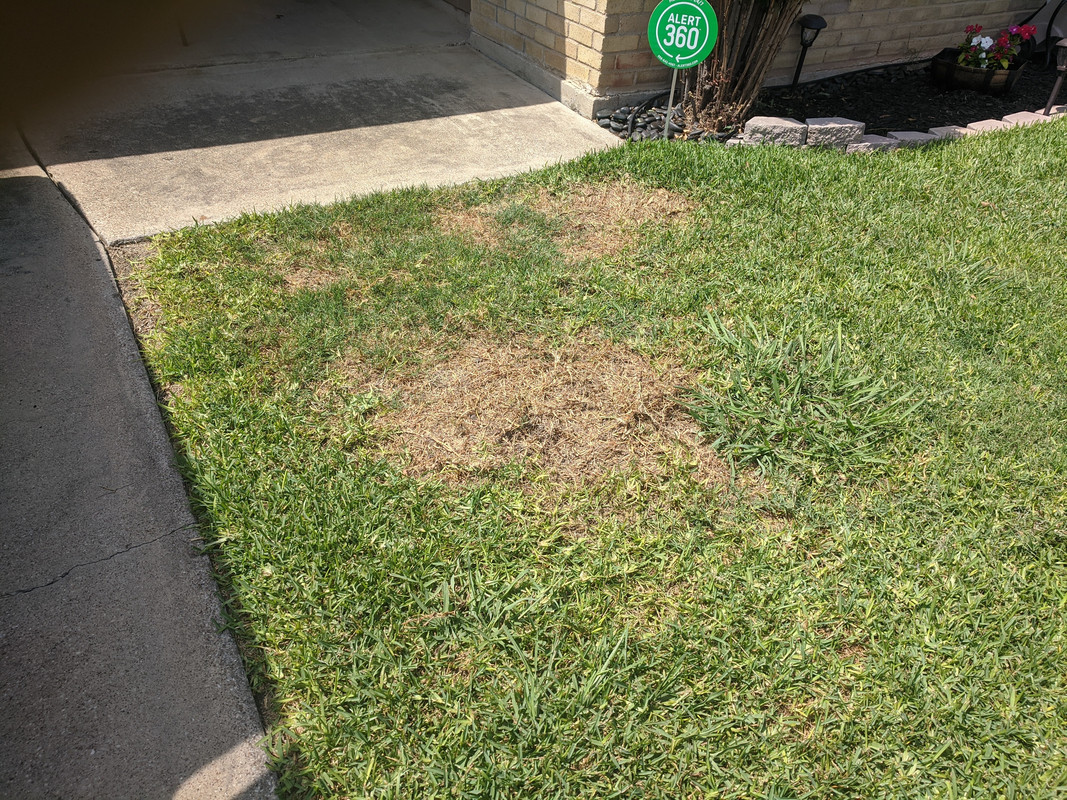 Chinch bug damage? | Lawn Care Forum