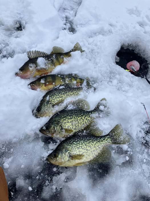 Fish 2025 — Postimages