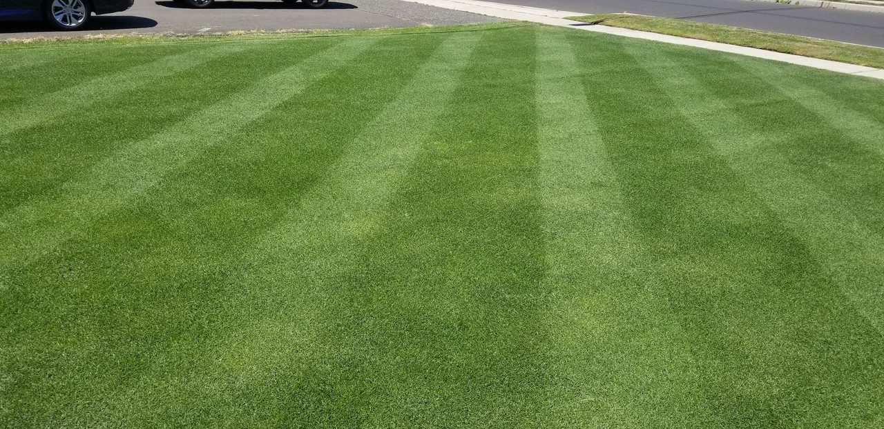 Budget Friendly PGR | Lawn Care Forum