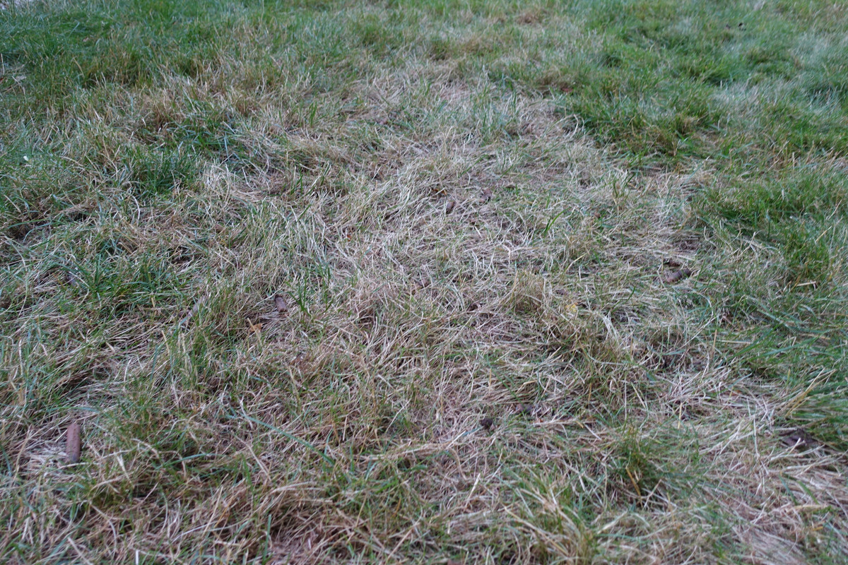 Help for grass that "fell over." | Lawn Care Forum