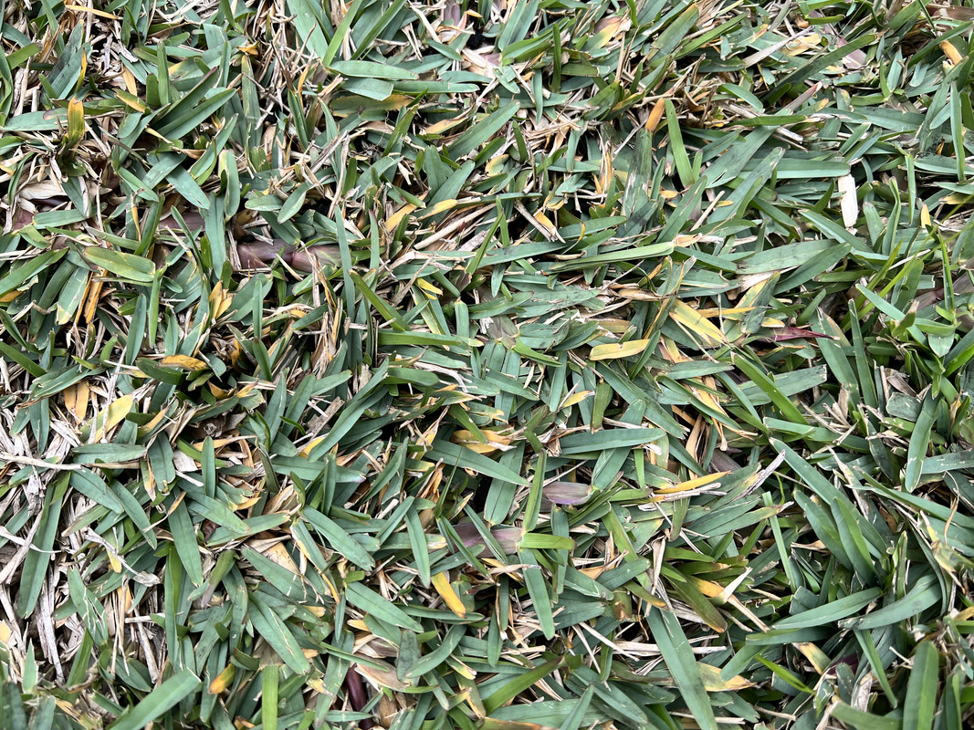 Yellow blades in 3 week old St Augustine Provista Sod | Lawn Care Forum