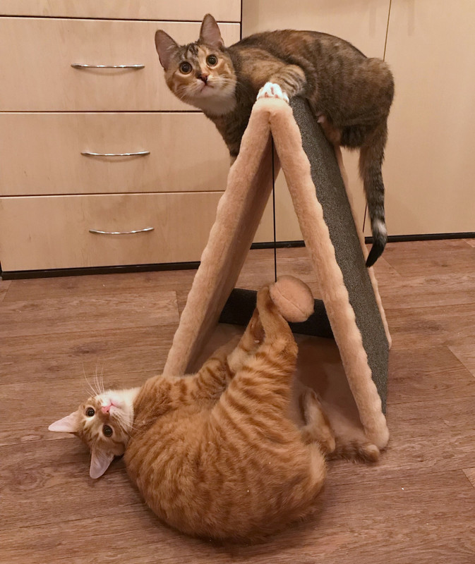 989 D4 A3 C C53 D 40 B2 A4 AB D6 CCBDE71 CAB — Postimages