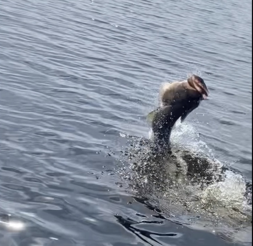 Angry Bass - Fishing Reports - Bass Fishing Forums