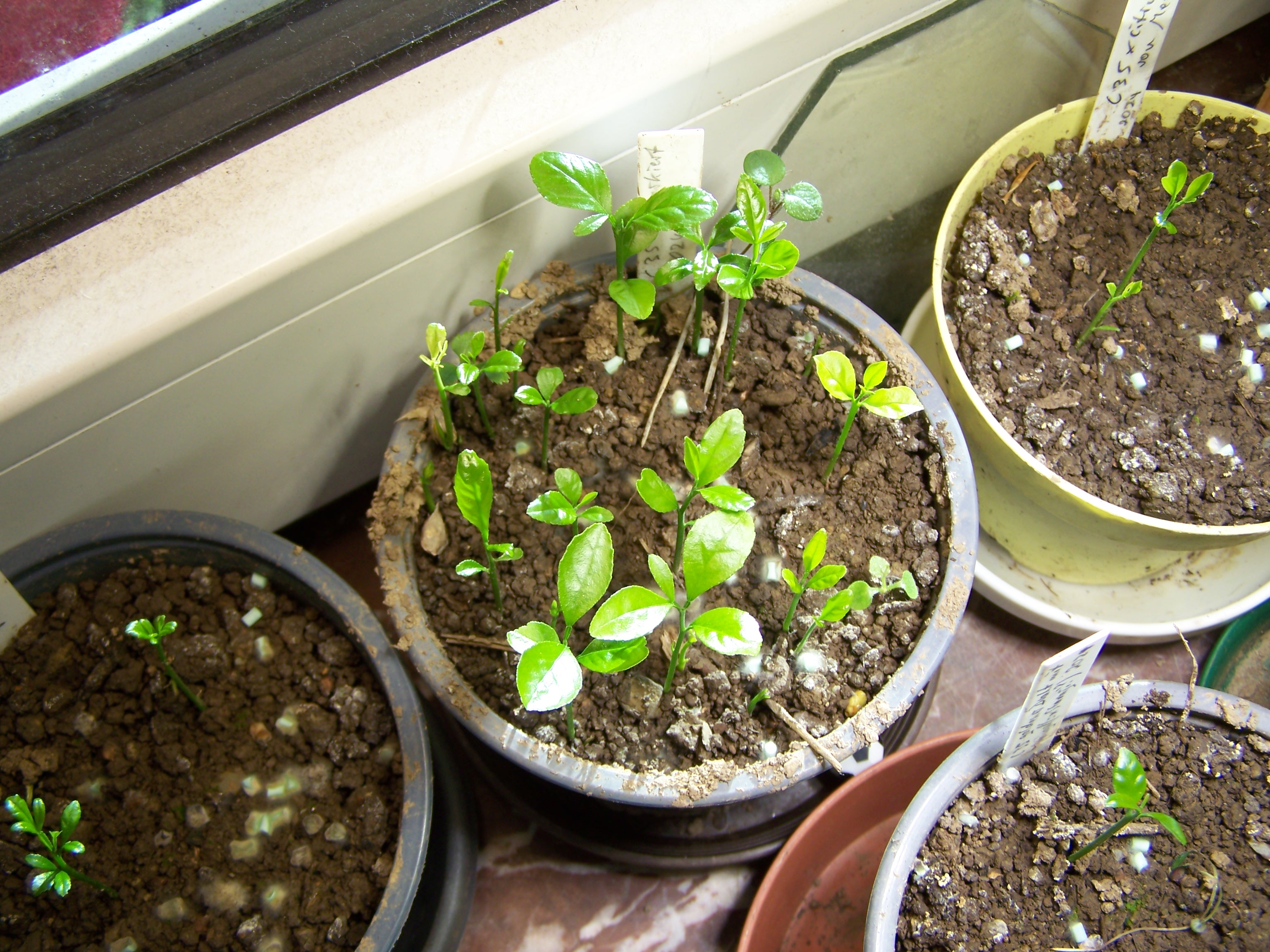 100 4334 — Postimages