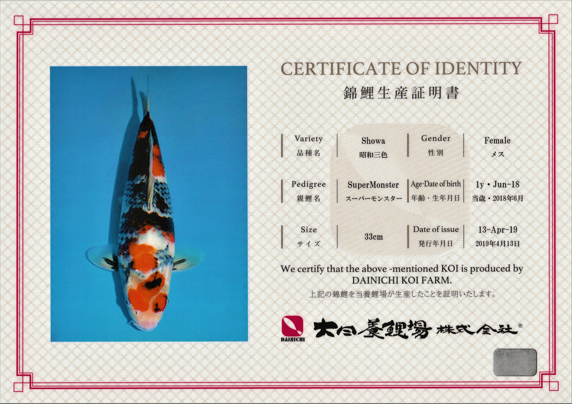 dainichi Showa — Postimages