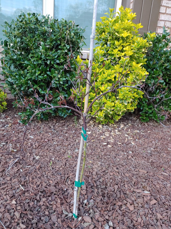 How to properly shape/form/stake this Japanese Maple? | Lawn Care Forum