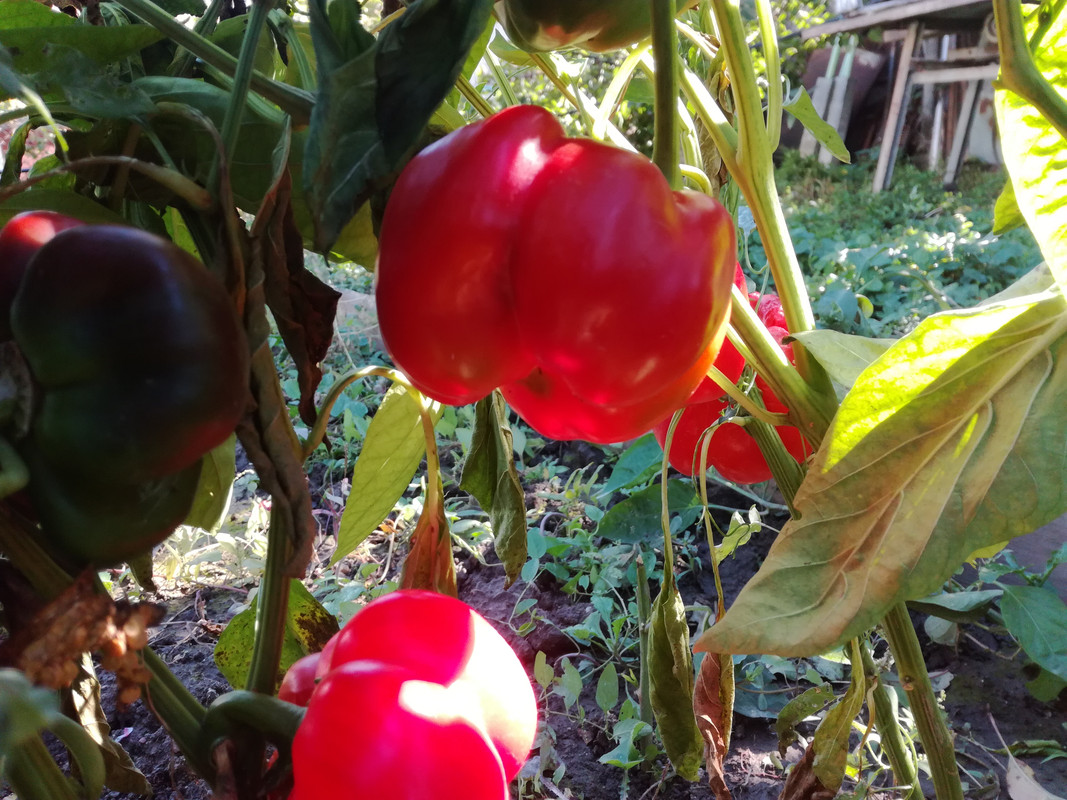 IMG 20221006 123450 — Postimages