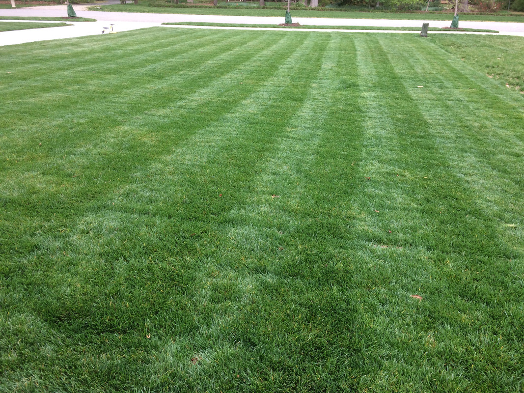 Fescue to Tiff Tuff bermuda | Lawn Care Forum