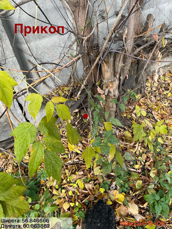 IMG 1497 — Postimages