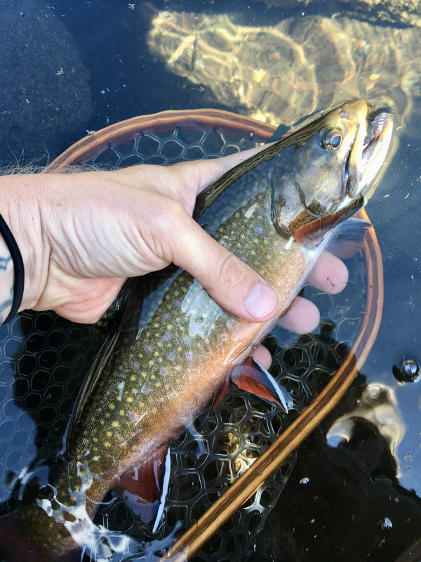 2 AEBA4 B4 EA76 4 BDB AEBB F806 C7 B7 BD99 — Postimages