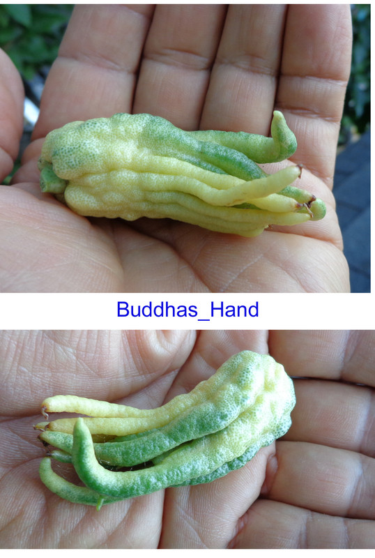 Buddhas Hand pic3 — Postimages