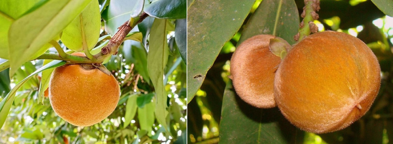 Jual bibit tanaman buah bisbull/buah mentega/pohon bisbul unik mulai ...