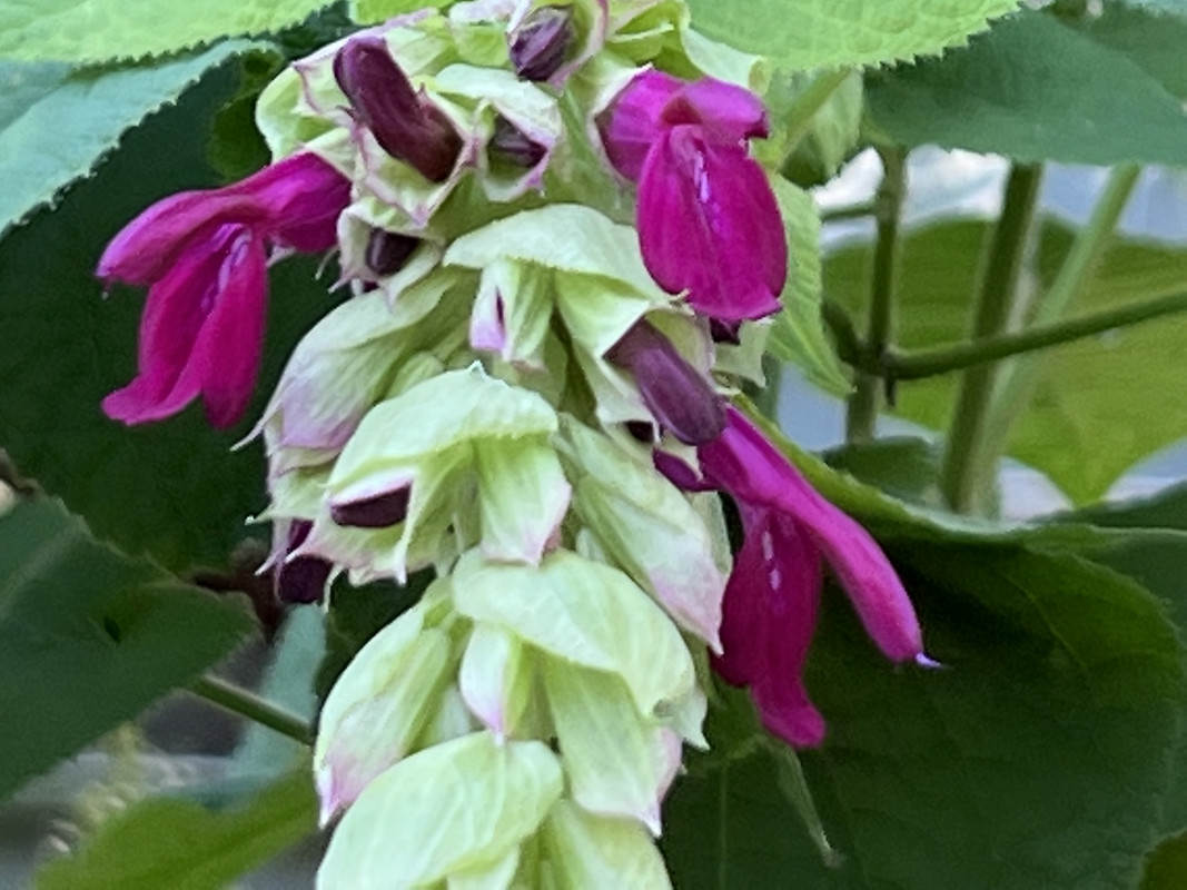 2 DA2 E0 E6 E112 4862 B808 5370963 C36 A7 — Postimages