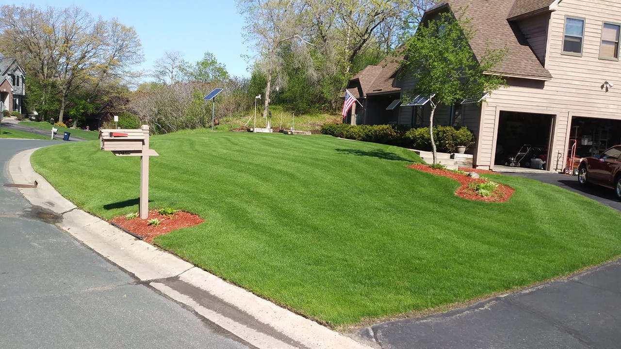 Perennial Ryegrass Seedheads | Lawn Care Forum