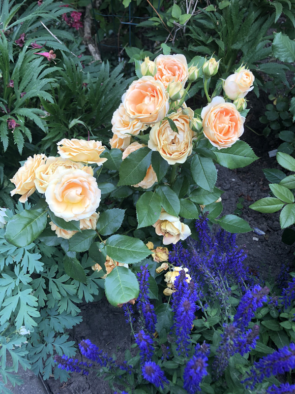 IMG 1720 — Postimages