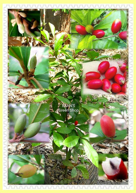 Miracle Fruit( Big)2 — Postimages