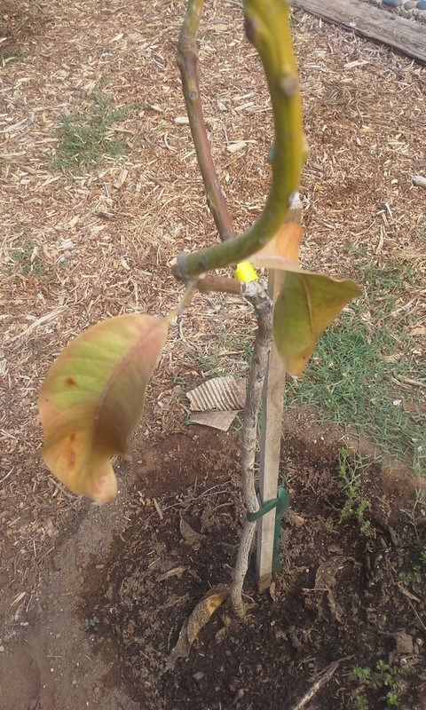 leaf damage coconut cream — Postimages