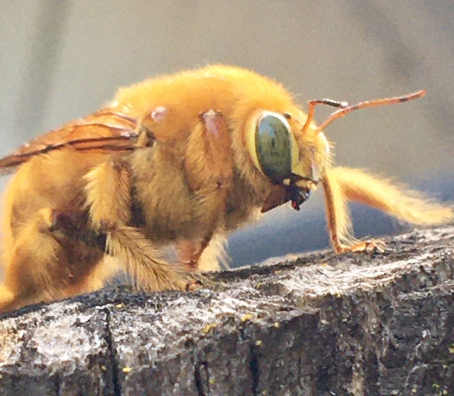 Carpenter Bees - 24hourcampfire