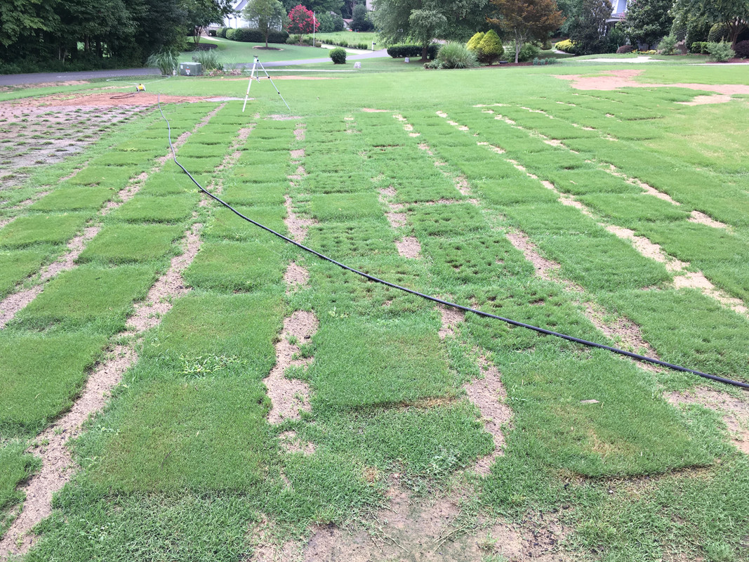 PGR + High N for the Final Push? | Lawn Care Forum