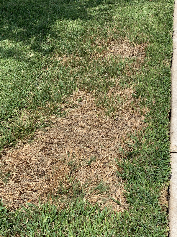 Help! Dead patches in my St Augustine lawn | Lawn Care Forum