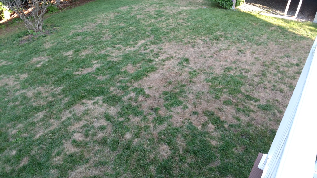 burnt lawn questions | Lawn Care Forum
