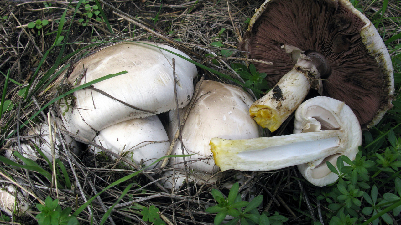 Agaricus xanthodermus AWP 20220927 — Postimages