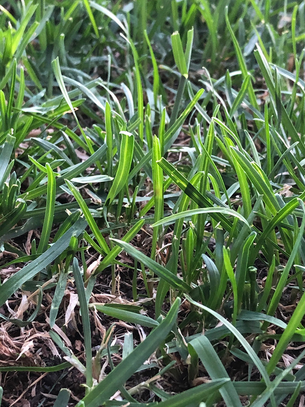 Grass ID 04 — Postimages
