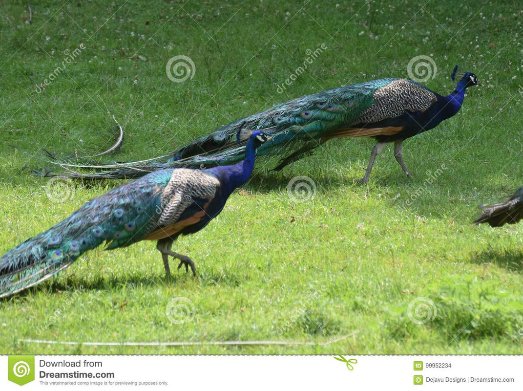 dos pavos reales magníficos con muchos colores en naturaleza 999 ...