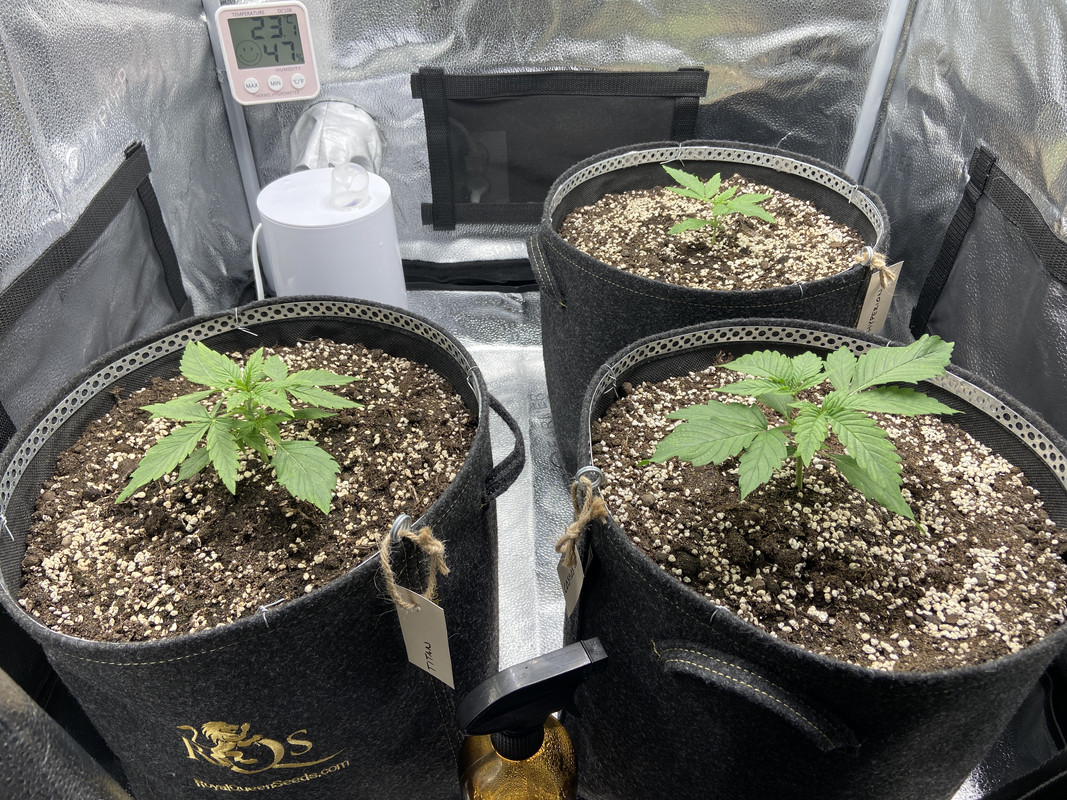 IMG 1966 — Postimages