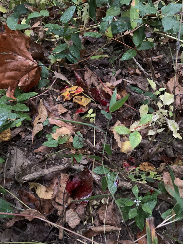 IMG 0825 — Postimages