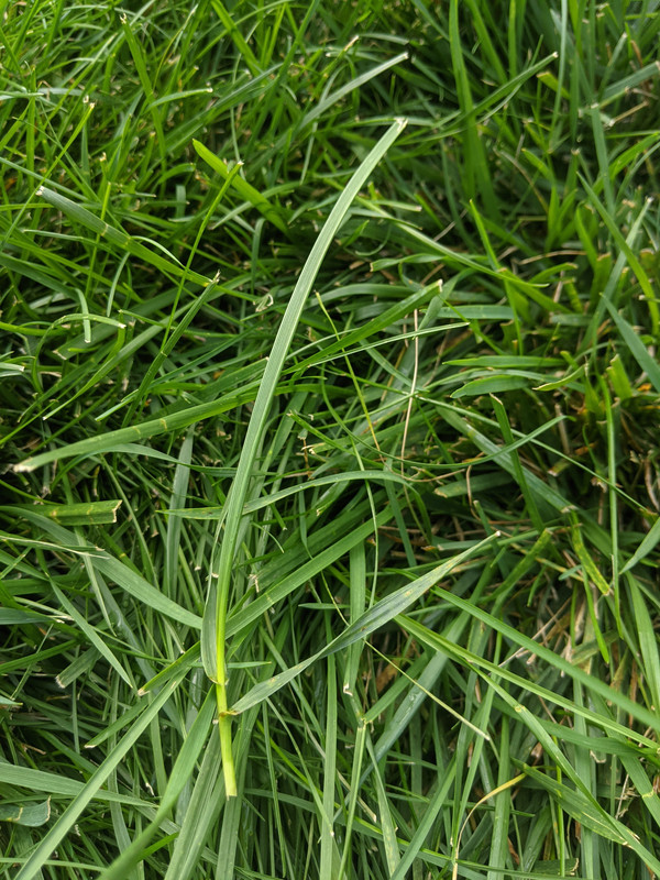 Help me identify this bunch type grass | Lawn Care Forum