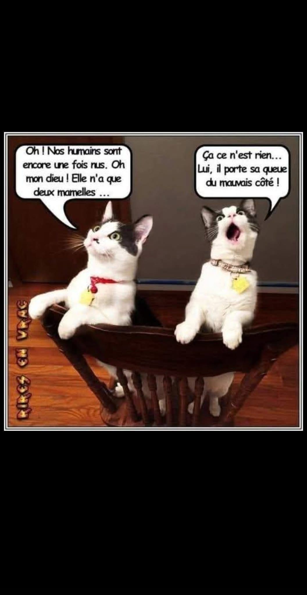 IMG 20250409 WA0005 — Postimages