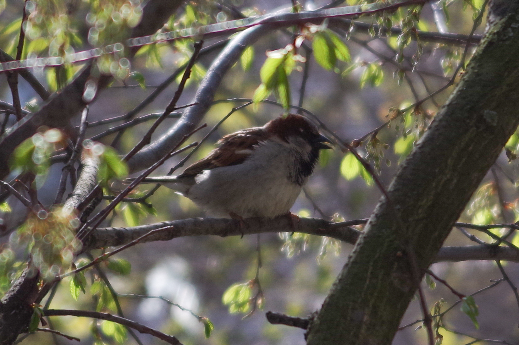 OGF DEV 50 — Postimages