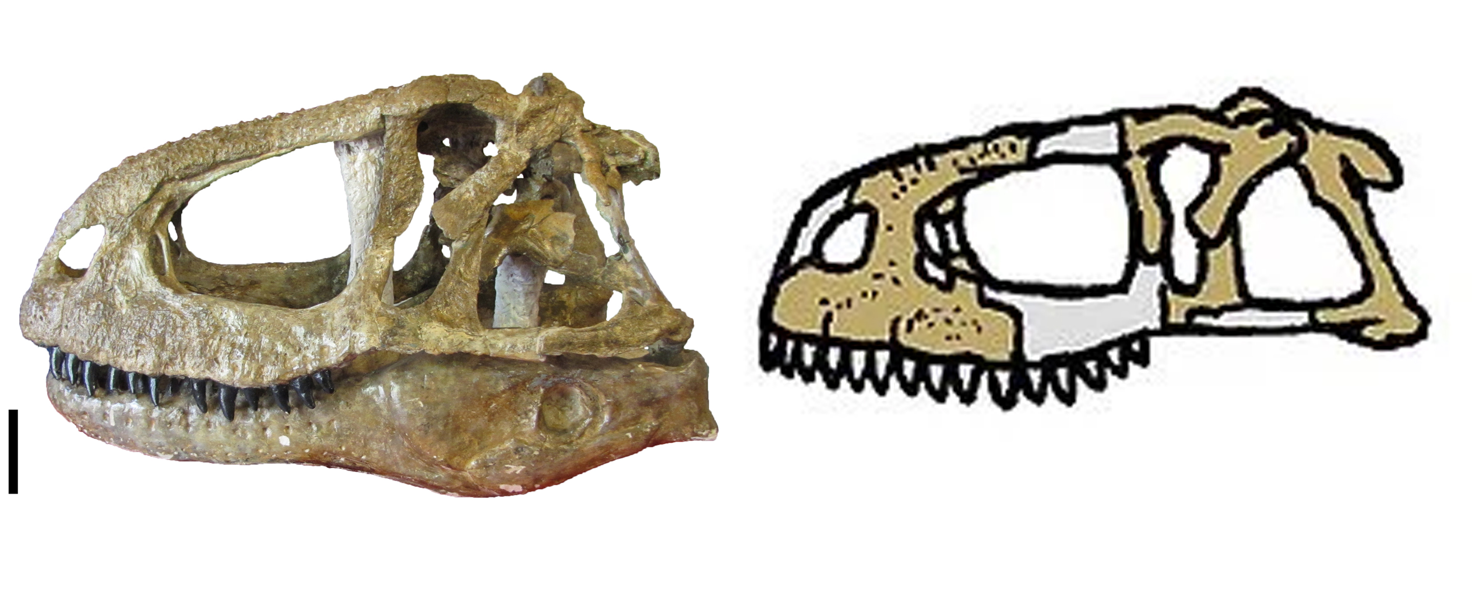 Aucasaurus skull : Paleontology