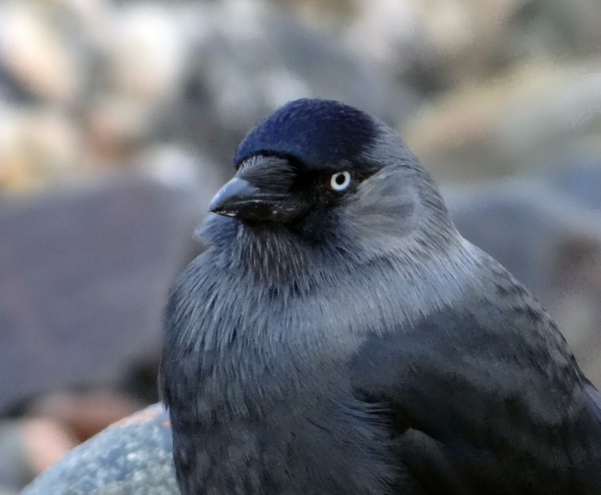 JACKDAW 33 281023 — Postimages