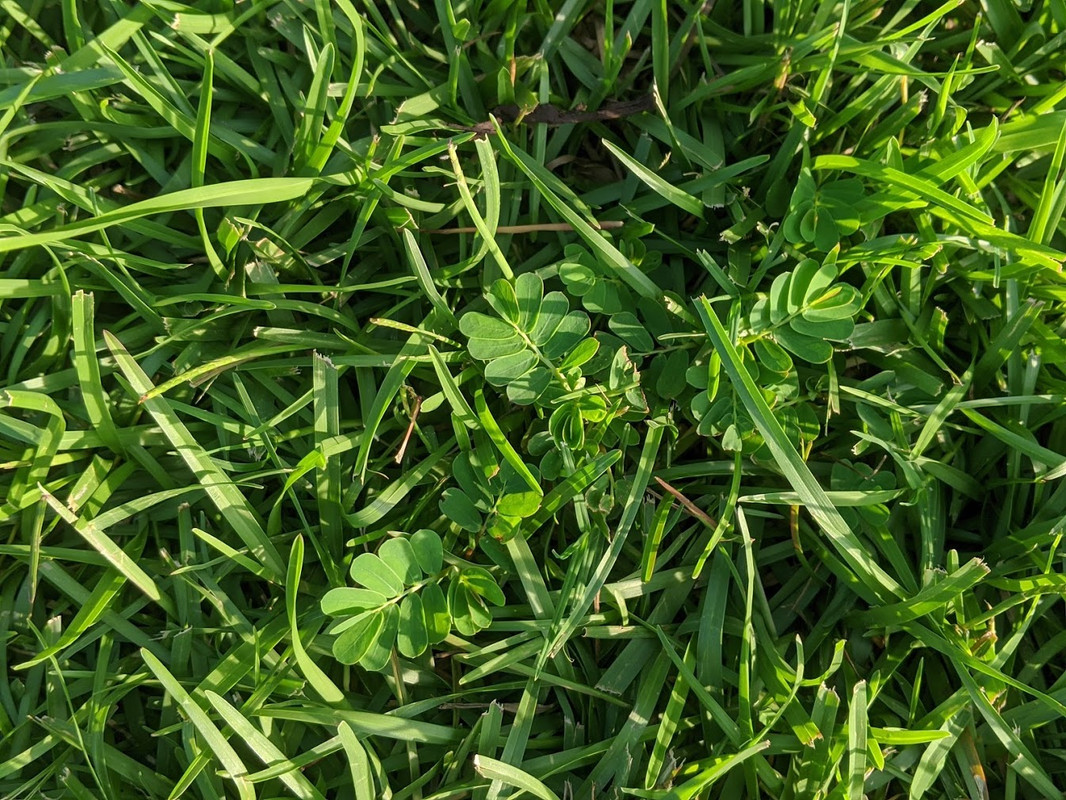 Weed identification in my centipede lawn? | Lawn Care Forum