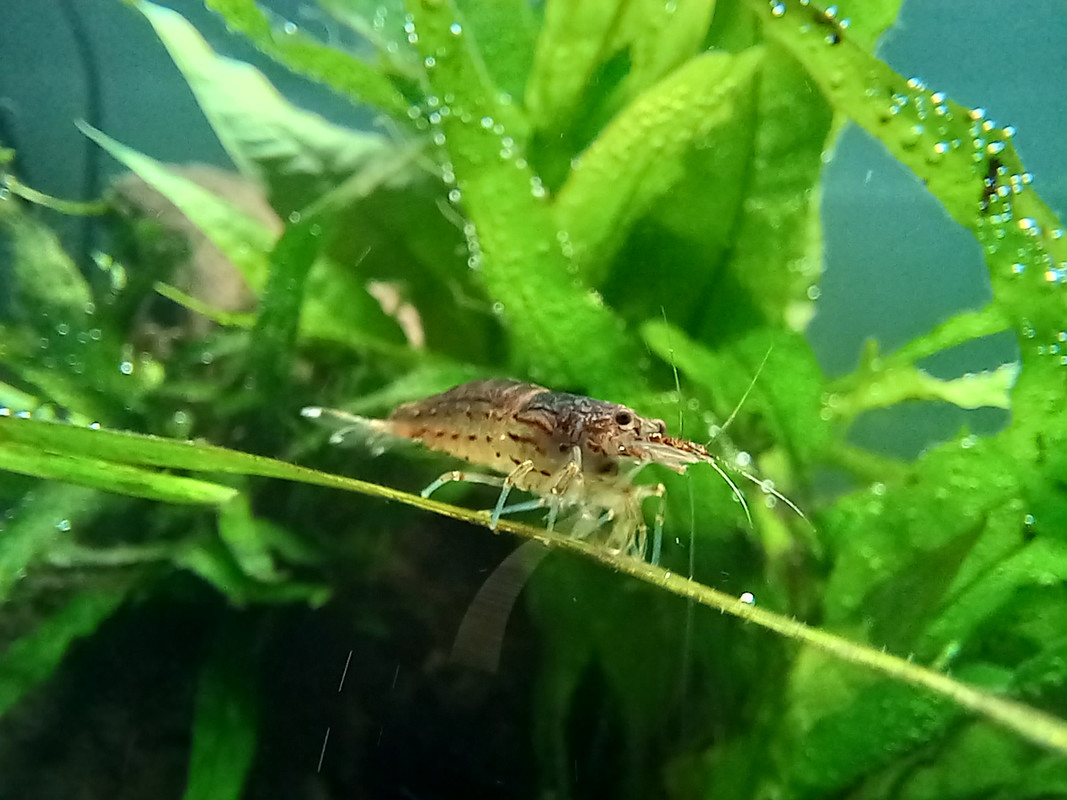New Amano — Postimages
