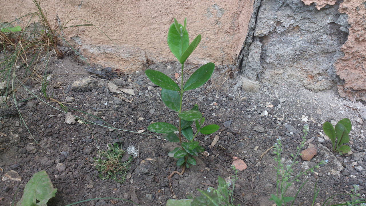 DSC 4156 — Postimages