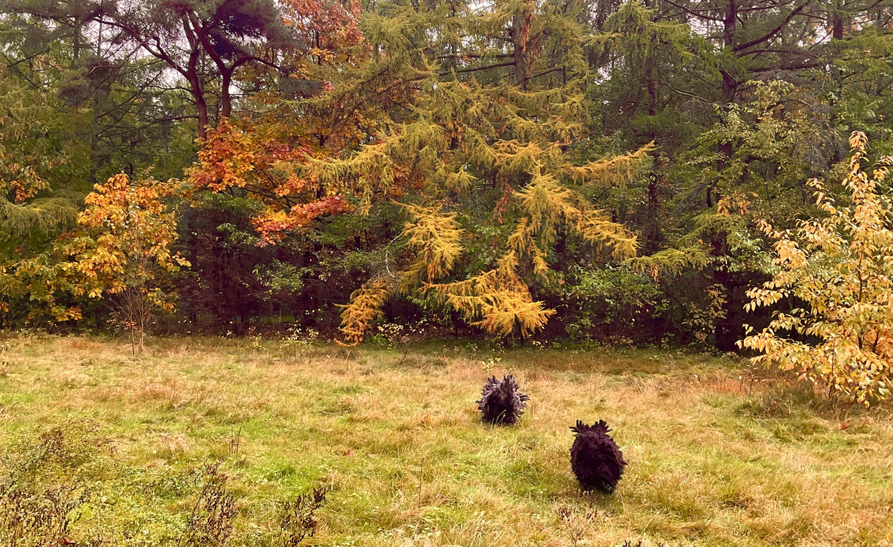 IMG 1611 — Postimages