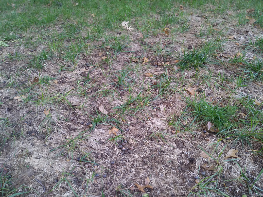 Need some fall lawn renovation tips | Lawn Care Forum