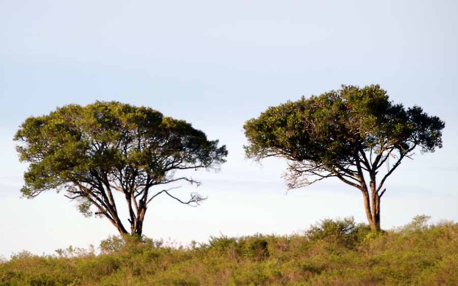 Trees - Page 233 - PentaxForums.com